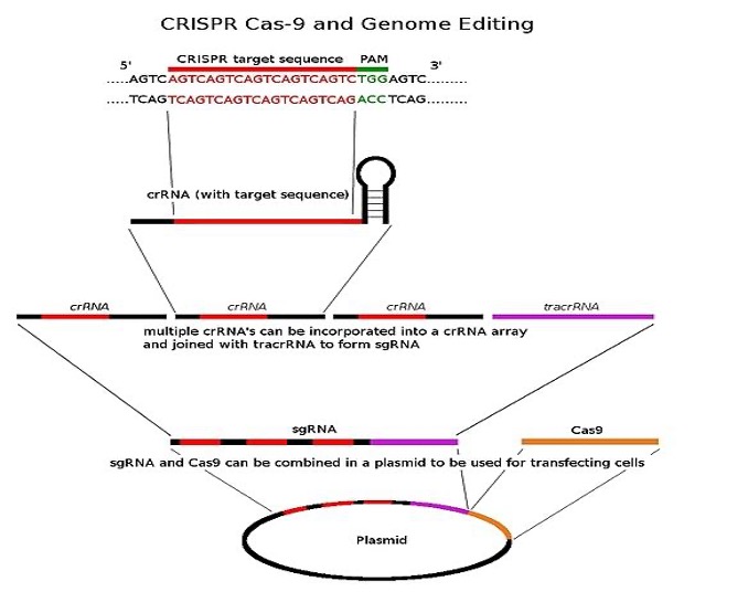 Beginning stages of CRISPR detection in athletes - ICJS - International ...